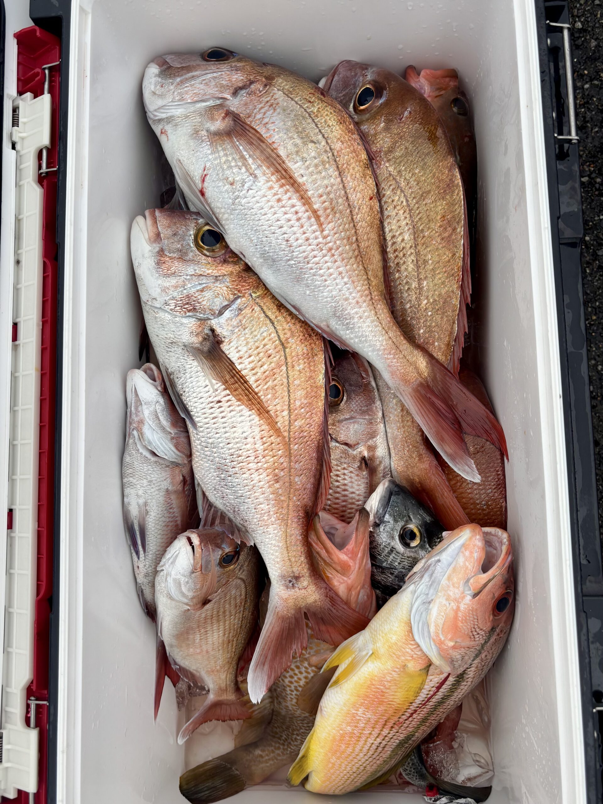 K2艇一つテンヤ💕 | 遊漁船オーフリー